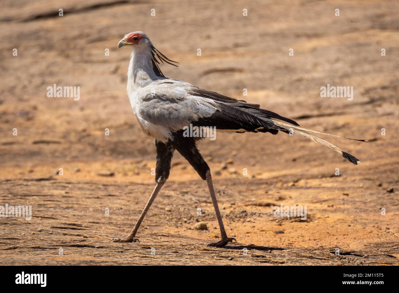 Secretary bird crosses sandy rock in sunshine Stock Photo - Alamy