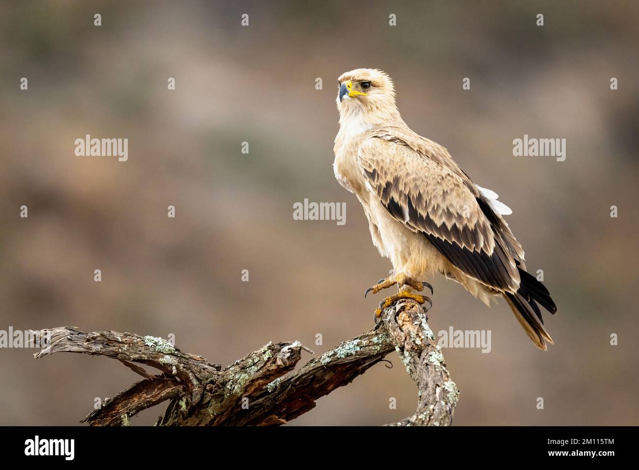 Tawny eagle on dead branch lifting foot Stock Photo - Alamy