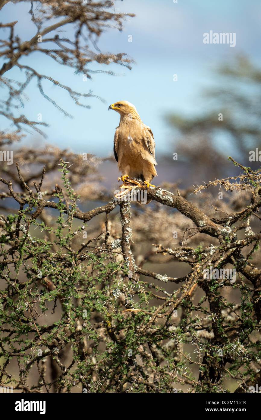 Tawny eagle on lichen-covered branch turning left Stock Photo - Alamy