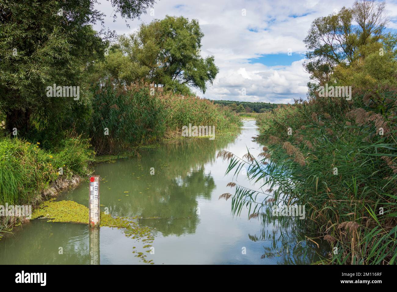 Reed in danube floodplains hi-res stock photography and images - Alamy