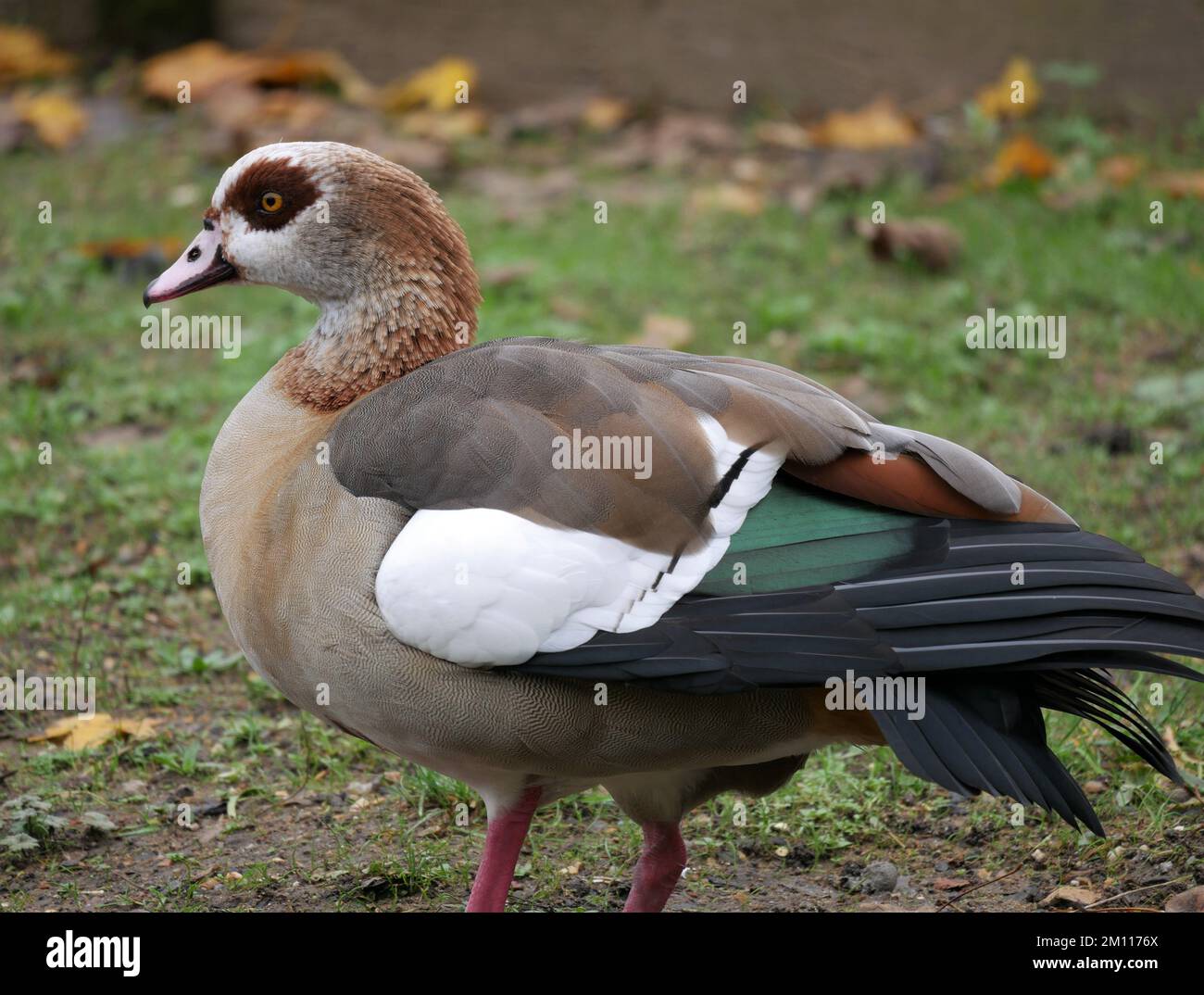Egyptian Goose - Alopochen Aegyptiaca Stock Photo - Alamy