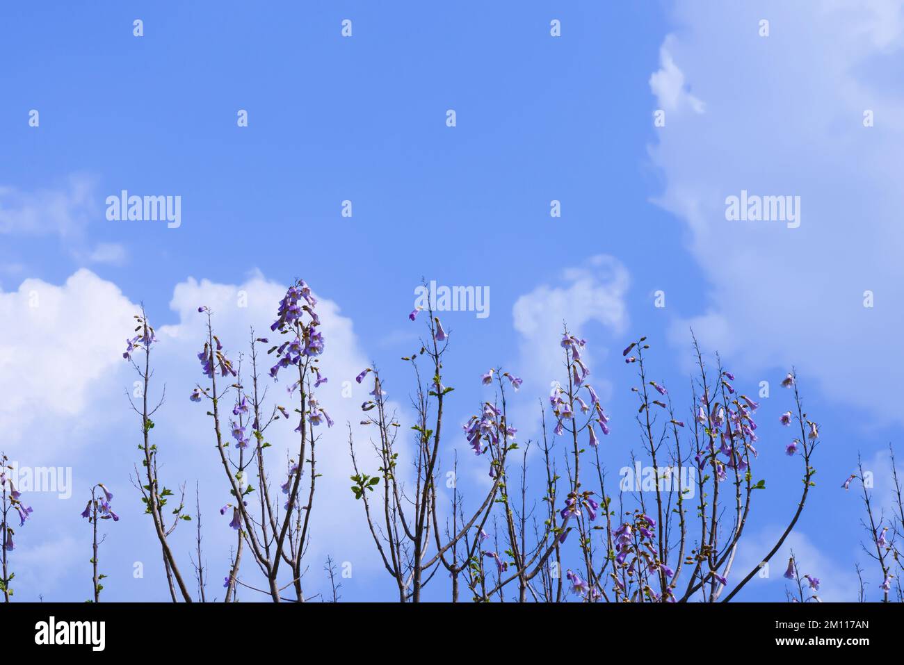 paulownia tree Branches with purple flowers and white clouds , blue sky ...