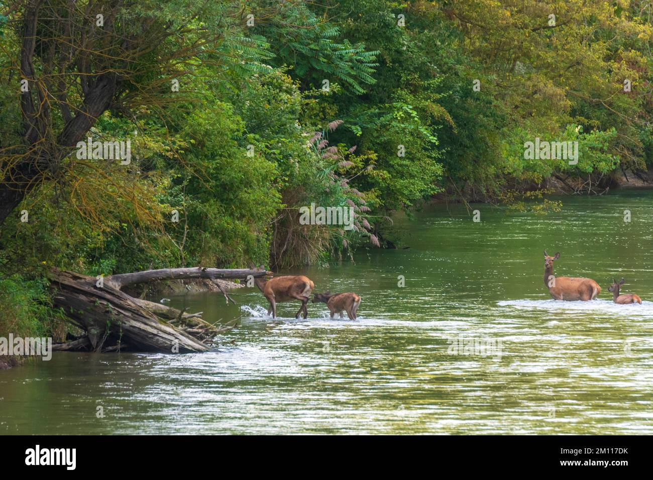 Hinds and calves hi-res stock photography and images - Alamy