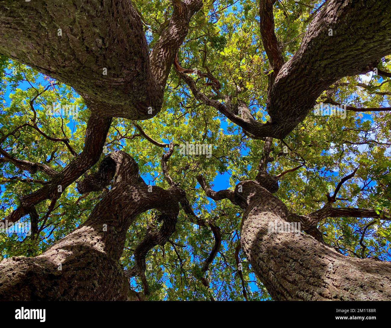 Magical trees from below meeting the sky, creating a beautiful frame ...