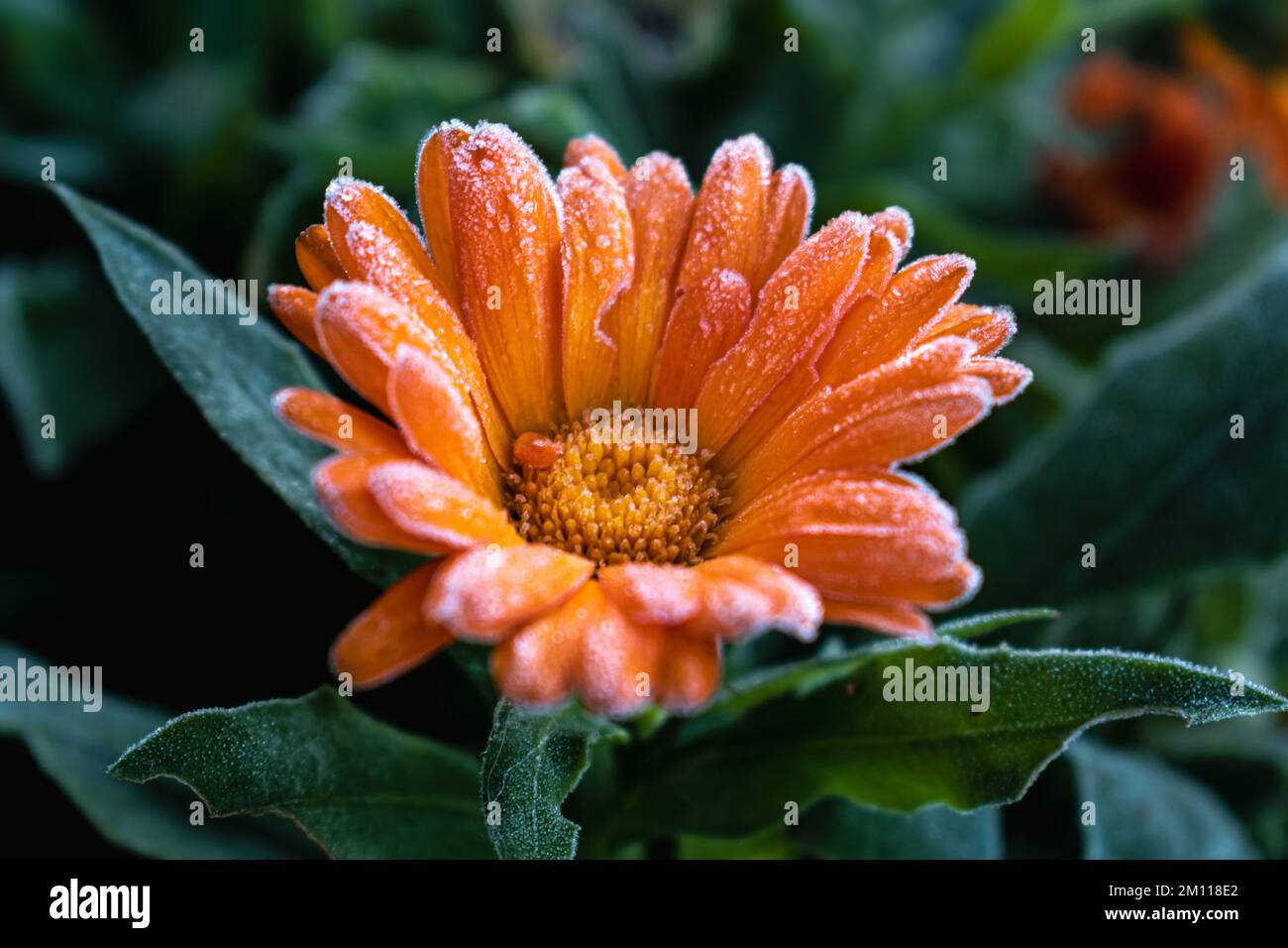 Beautiful frozen orange marigold in winter, morning early frost in ...