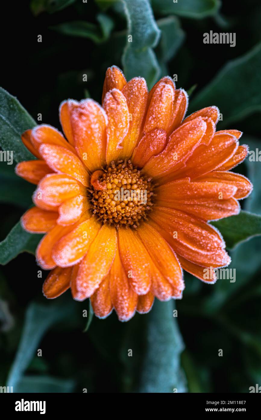 Beautiful frozen orange marigold in winter, morning early frost in ...