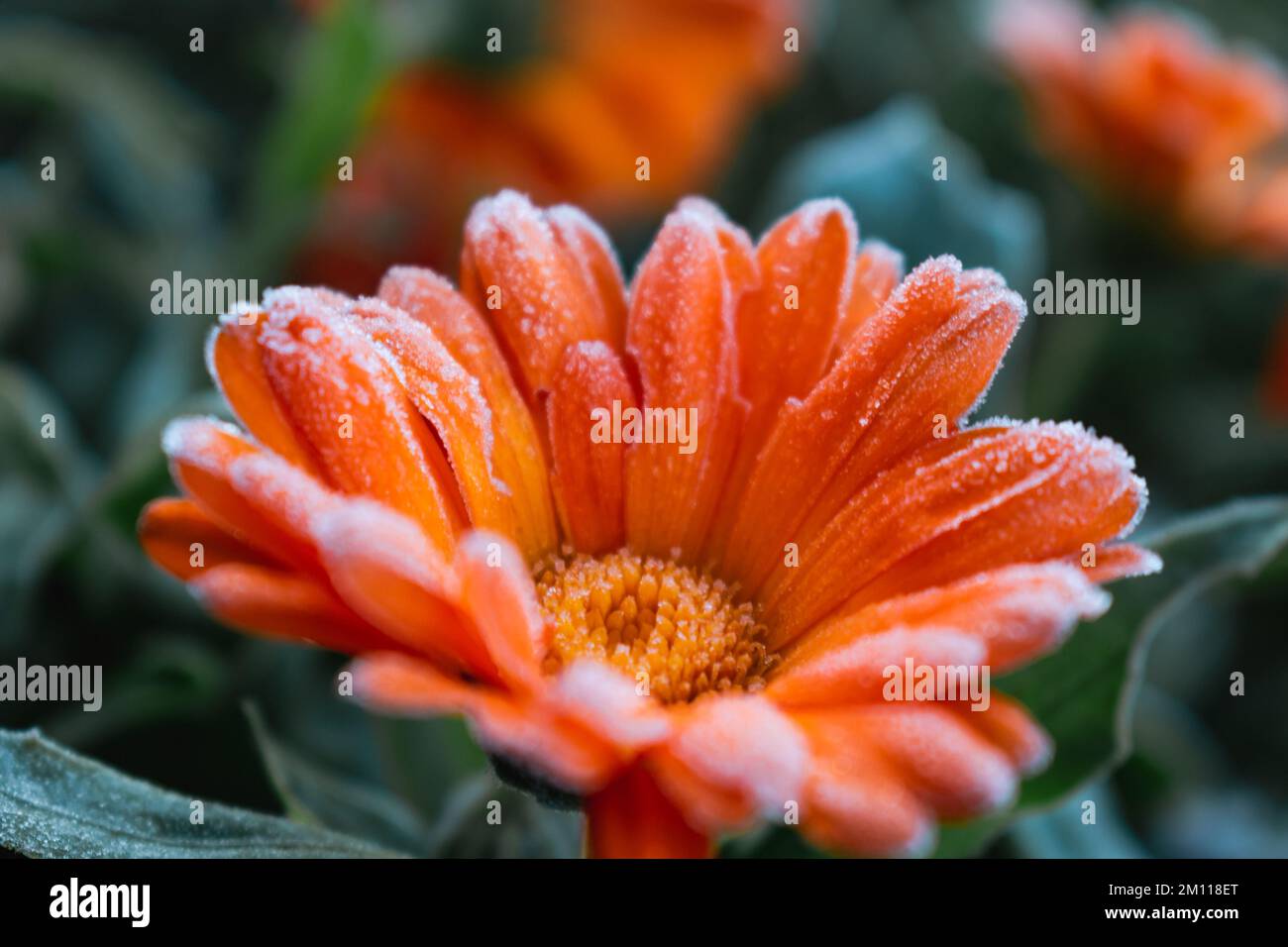 Beautiful frozen orange marigold in winter, morning early frost in ...