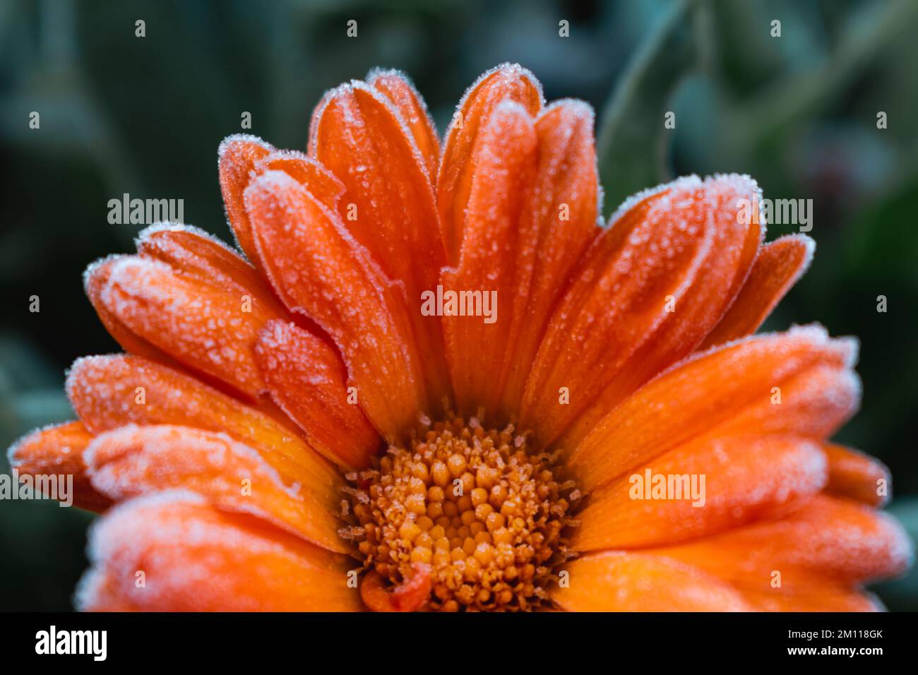 Beautiful frozen orange marigold in winter, morning early frost in ...