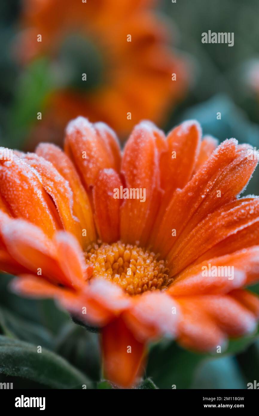 Beautiful frozen orange marigold in winter, morning early frost in ...