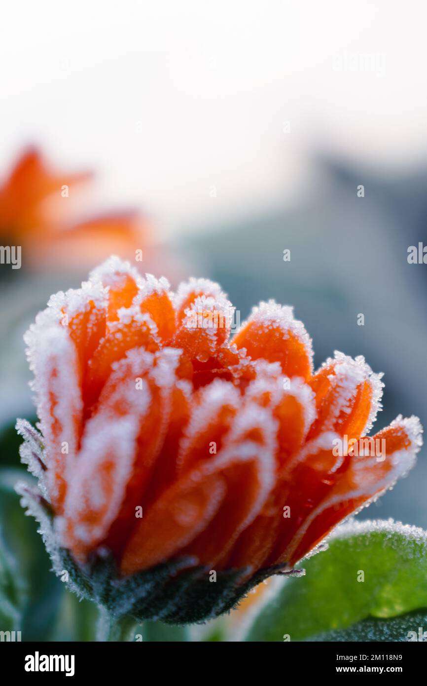 Beautiful frozen orange marigold in winter, morning early frost in ...