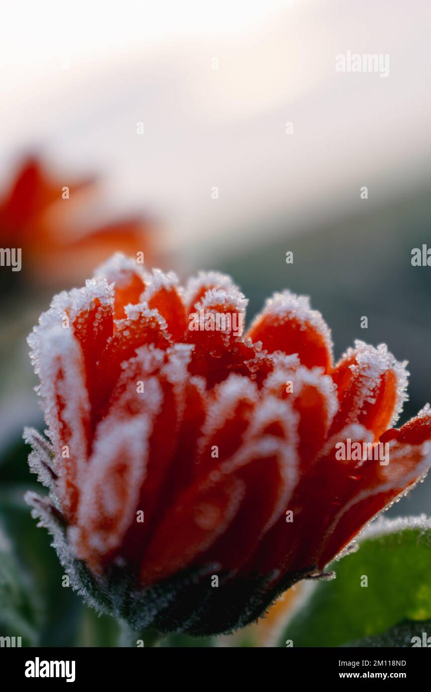 Beautiful frozen orange marigold in winter, morning early frost in ...