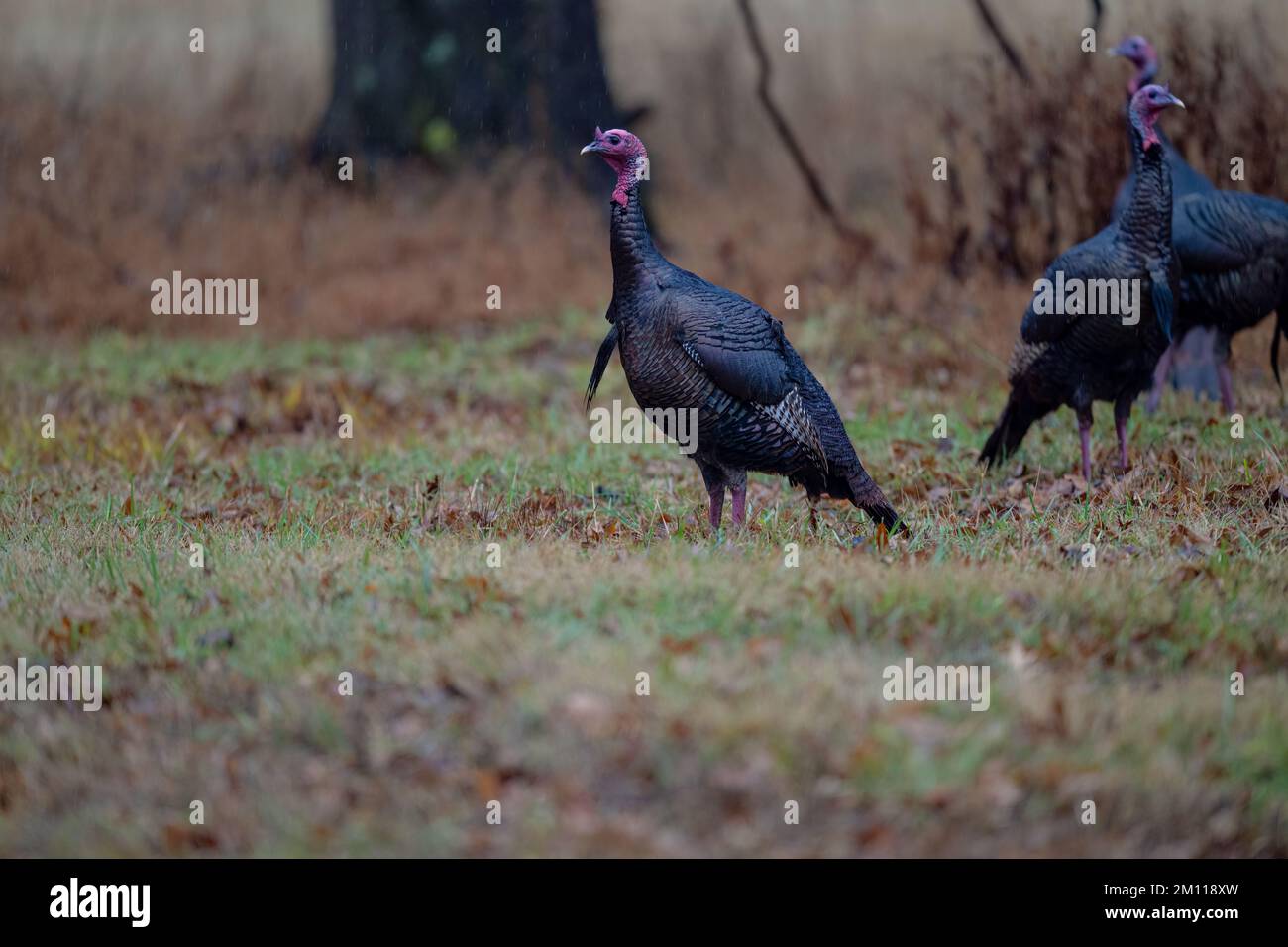 The wild turkeys in their natural environment Stock Photo - Alamy