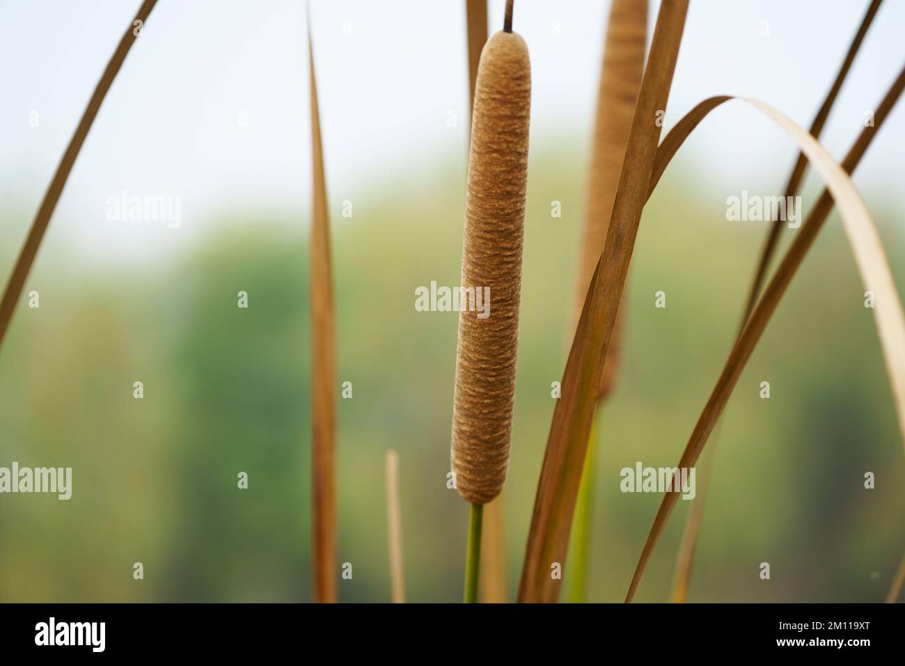 Cattails bulrush beside river. It has another vivid name: corn dog grass Stock Photo - Alamy