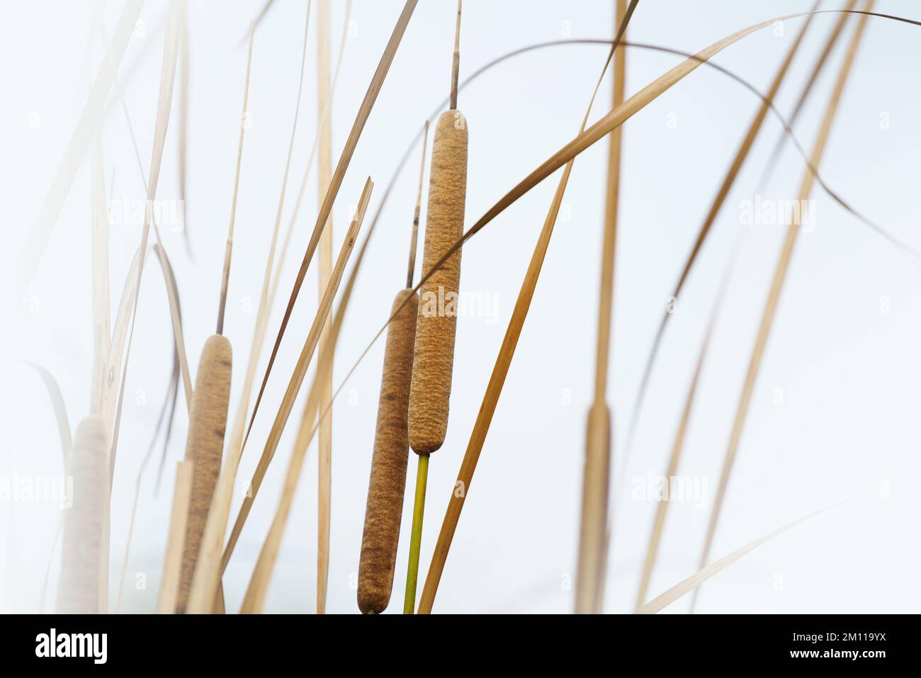 Cattails bulrush beside river. It has another vivid name: corn dog grass Stock Photo - Alamy