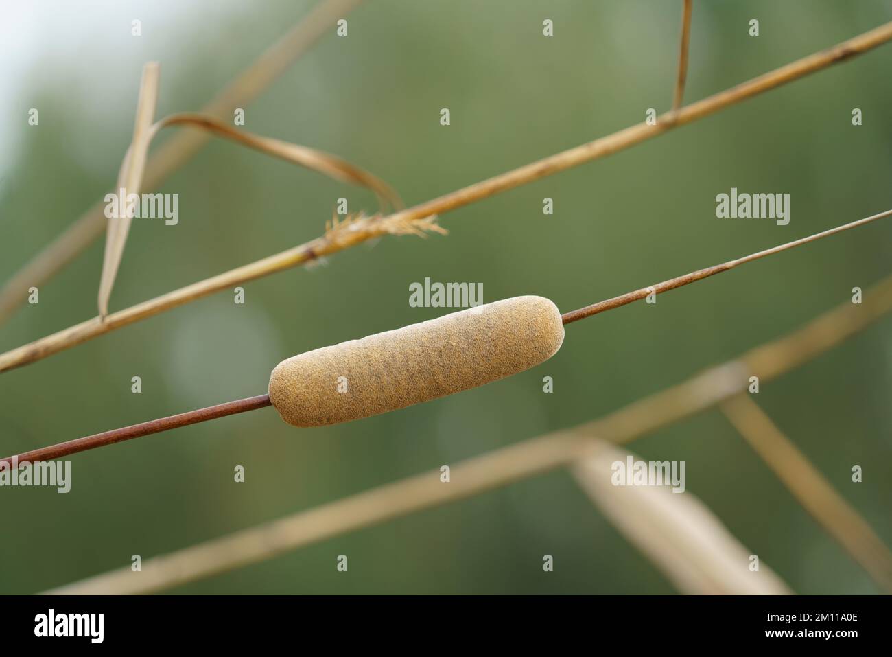 Cattails bulrush beside river. It has another vivid name: corn dog grass Stock Photo - Alamy