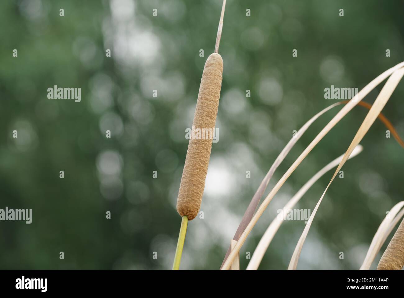Cattails bulrush beside river. It has another vivid name: corn dog grass Stock Photo - Alamy