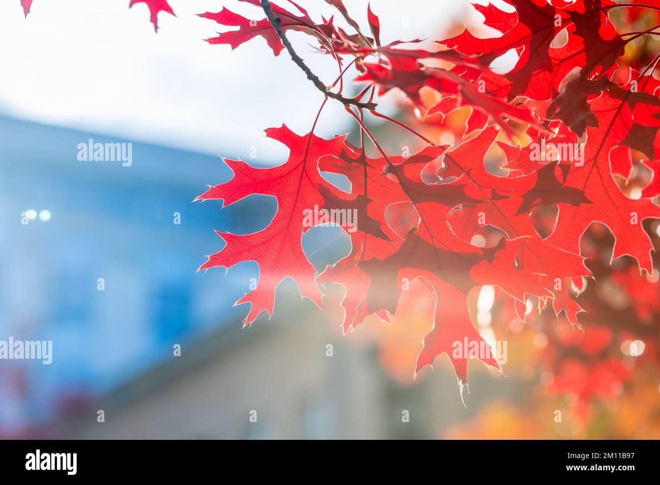 Bright branches of northern red oak with red leaves. Autumn natural ...
