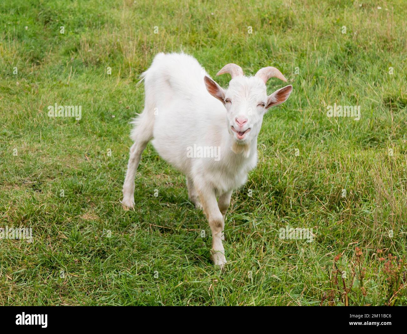 Curious white furry goat stands in a pasture, selective focus. Goat ...