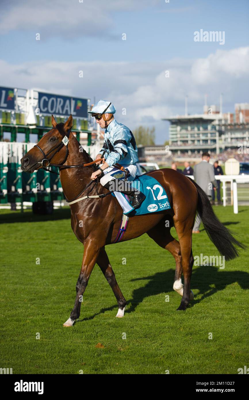 Jockey Kevin Stott waiting at the starting gates at York Races Stock ...