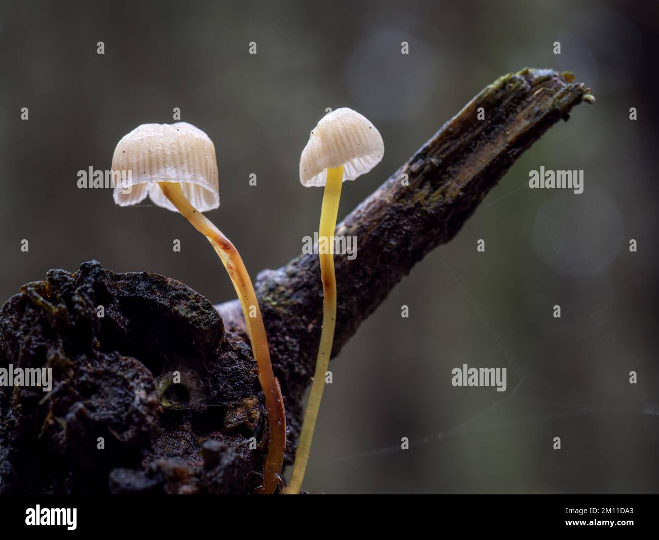 Tiny fungi hi-res stock photography and images - Alamy
