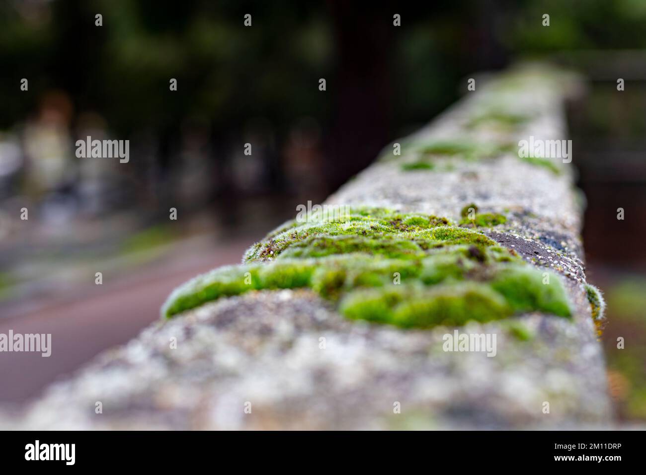 Moss. Green moss on a stone wall on a cold and rainy day. Photography ...