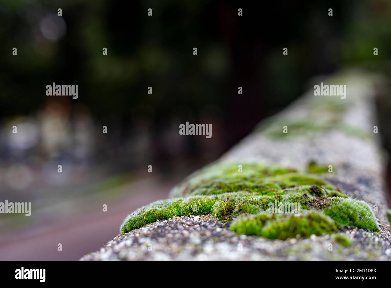 Moss. Green moss on a stone wall on a cold and rainy day. Photography ...