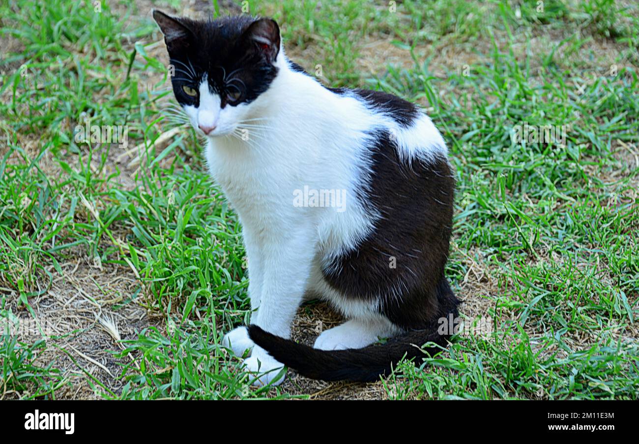 The domestic cat is a small carnivorous mammal belonging to the Felidae ...