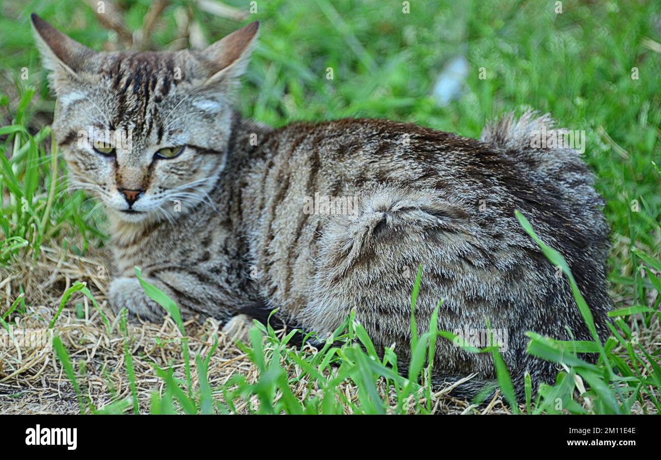 Felidae Family Animals