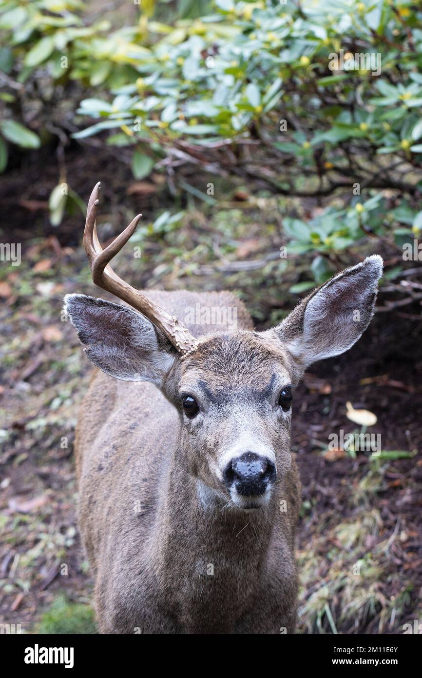 A blacktail deer with only one antler Stock Photo - Alamy