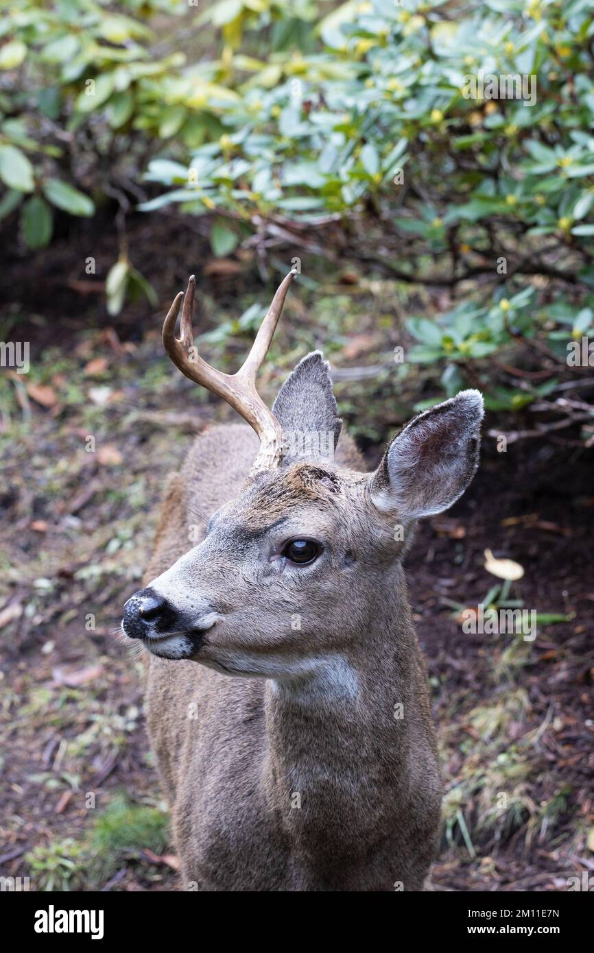 A blacktail deer with only one antler Stock Photo - Alamy