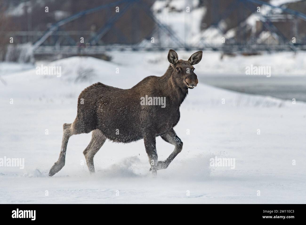 Moose running snow hi-res stock photography and images - Alamy