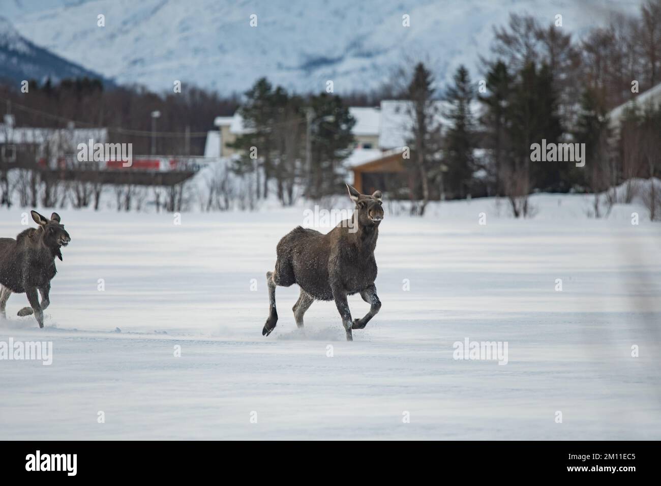 Moose running snow hi-res stock photography and images - Alamy