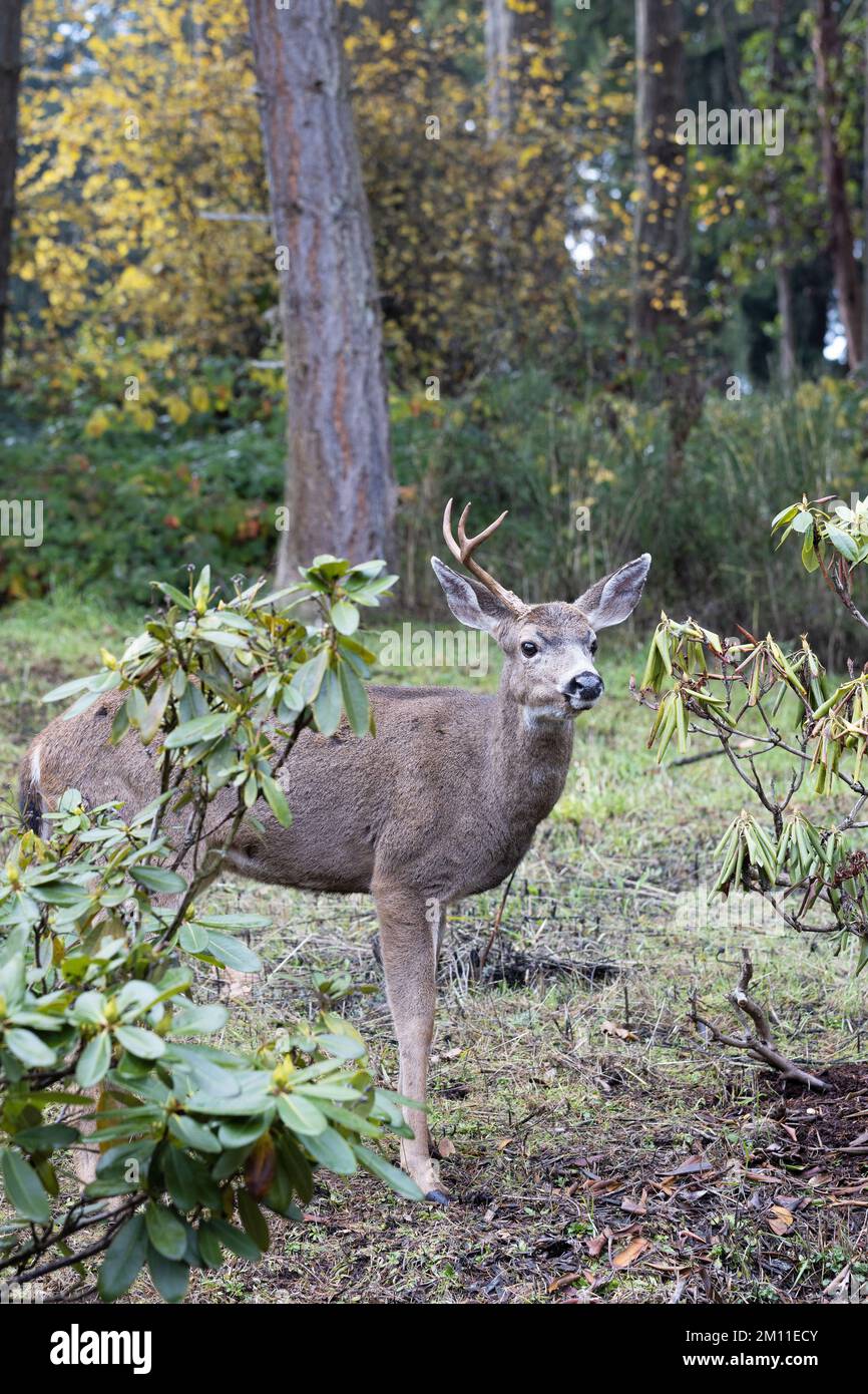 A blacktail deer with only one antler Stock Photo - Alamy