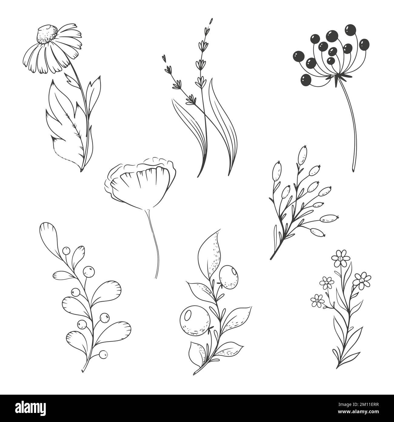Vector pattern twigs berries Cut Out Stock Images & Pictures - Alamy