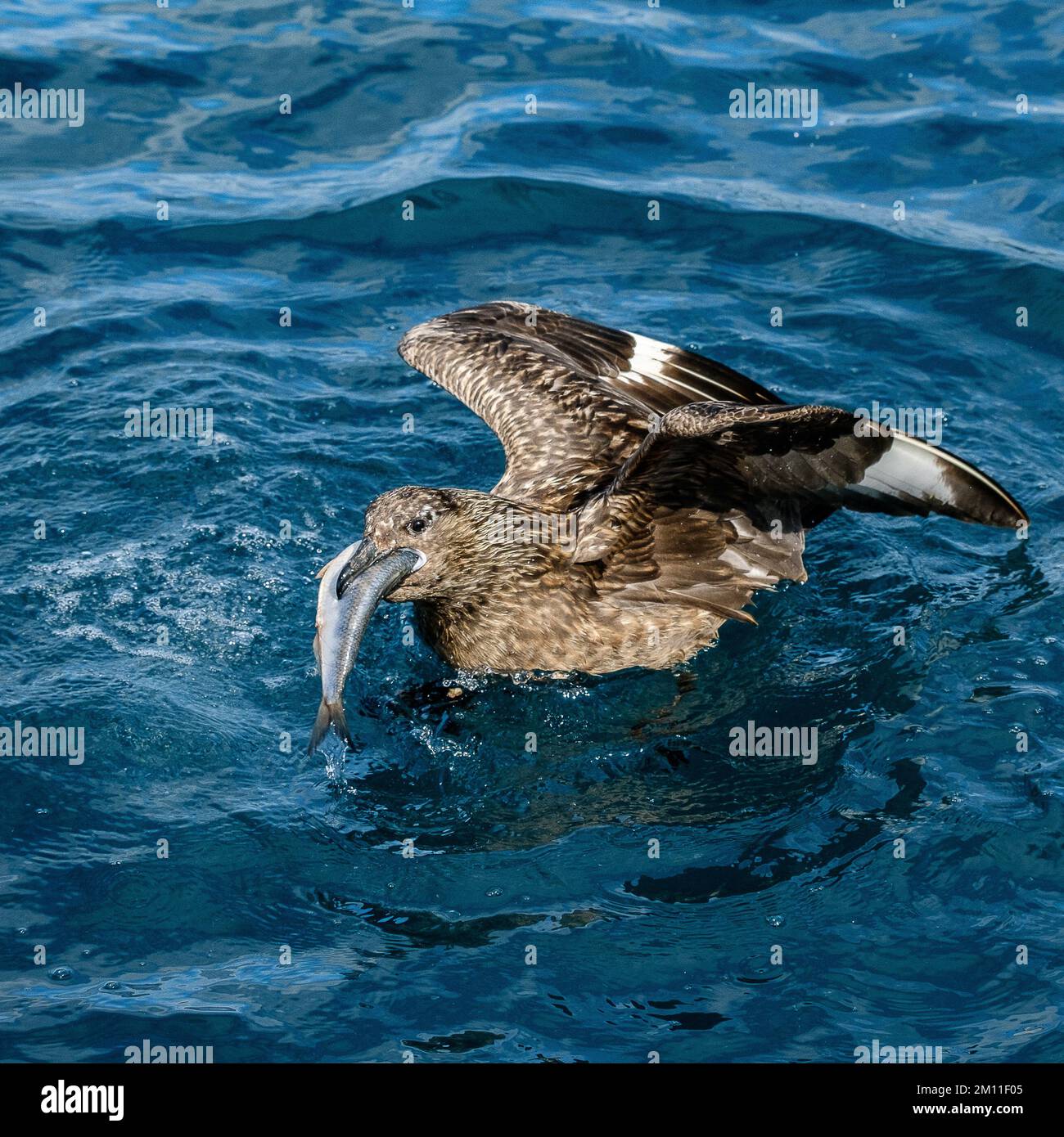 Great Skua Eating Fish, Shetland Stock Photo - Alamy