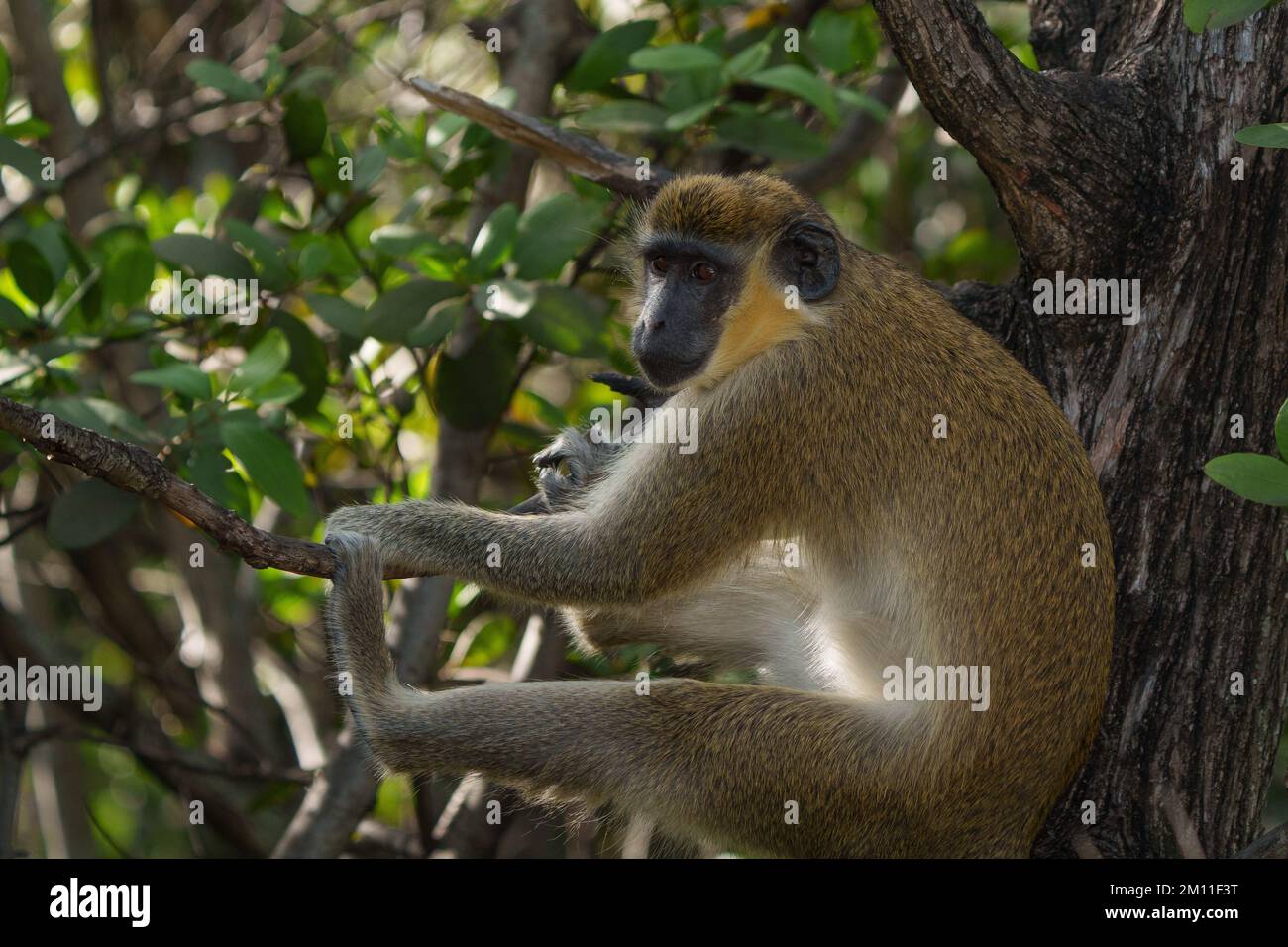 African Green Monkey Stock Photo - Alamy