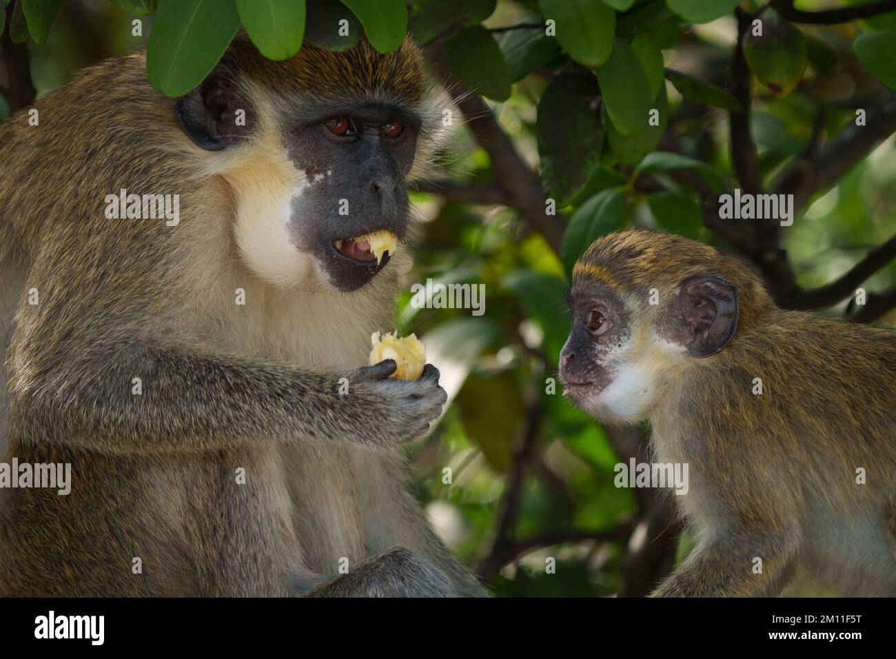 African Green Monkey Stock Photo - Alamy