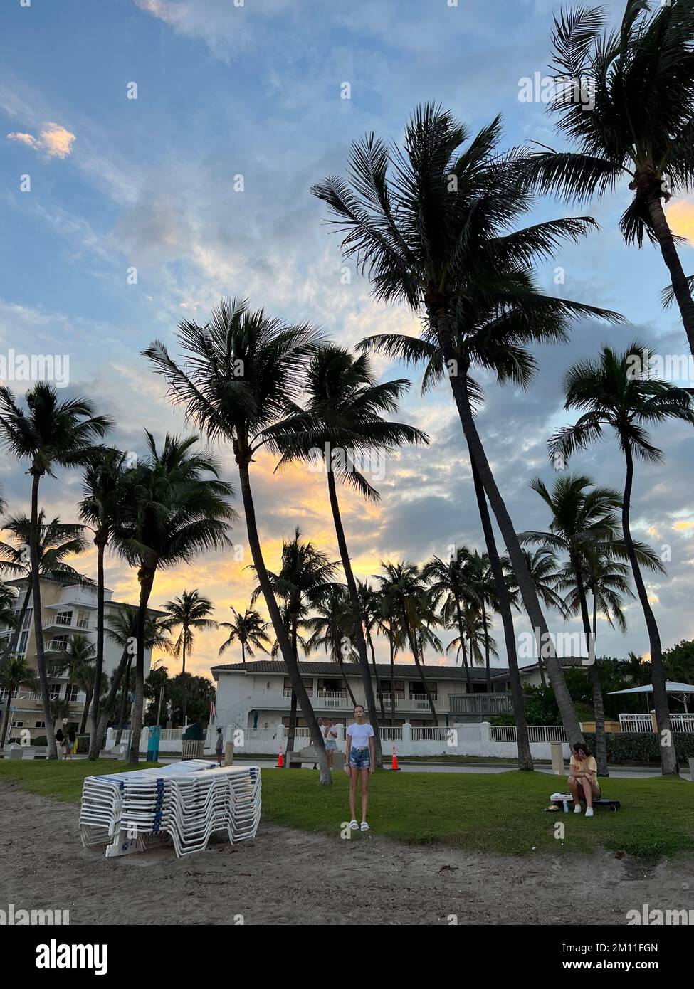 Beautiful coconut palm tree with amazing vivid sky at sunset Stock ...