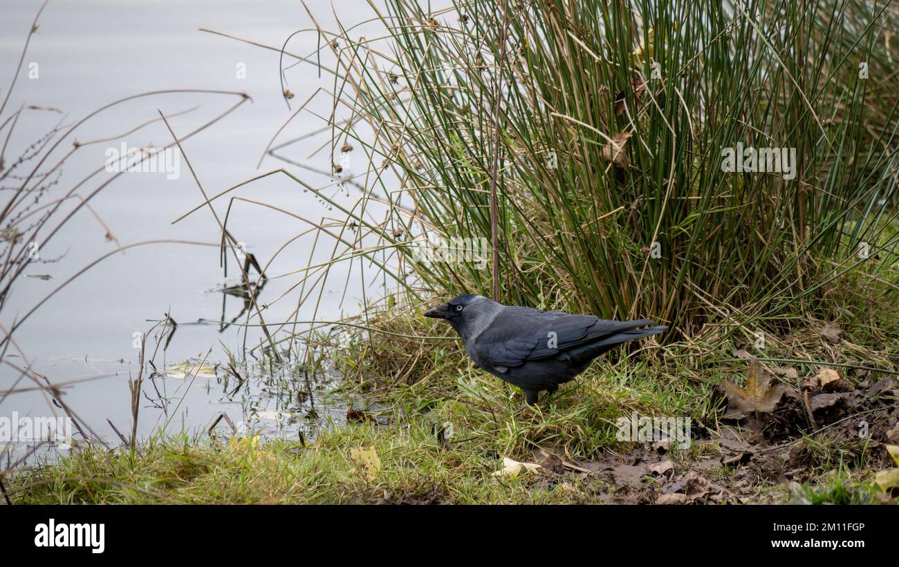 Jackdaw, Coloeus monedula, on riverbank, UK Stock Photo - Alamy
