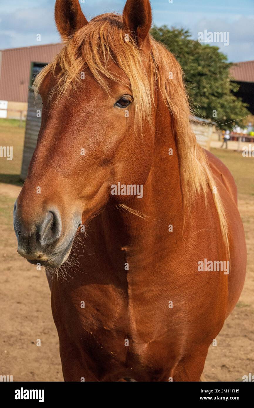 Suffolk Punch Horse at Suffolk Punch Trust Stock Photo - Alamy