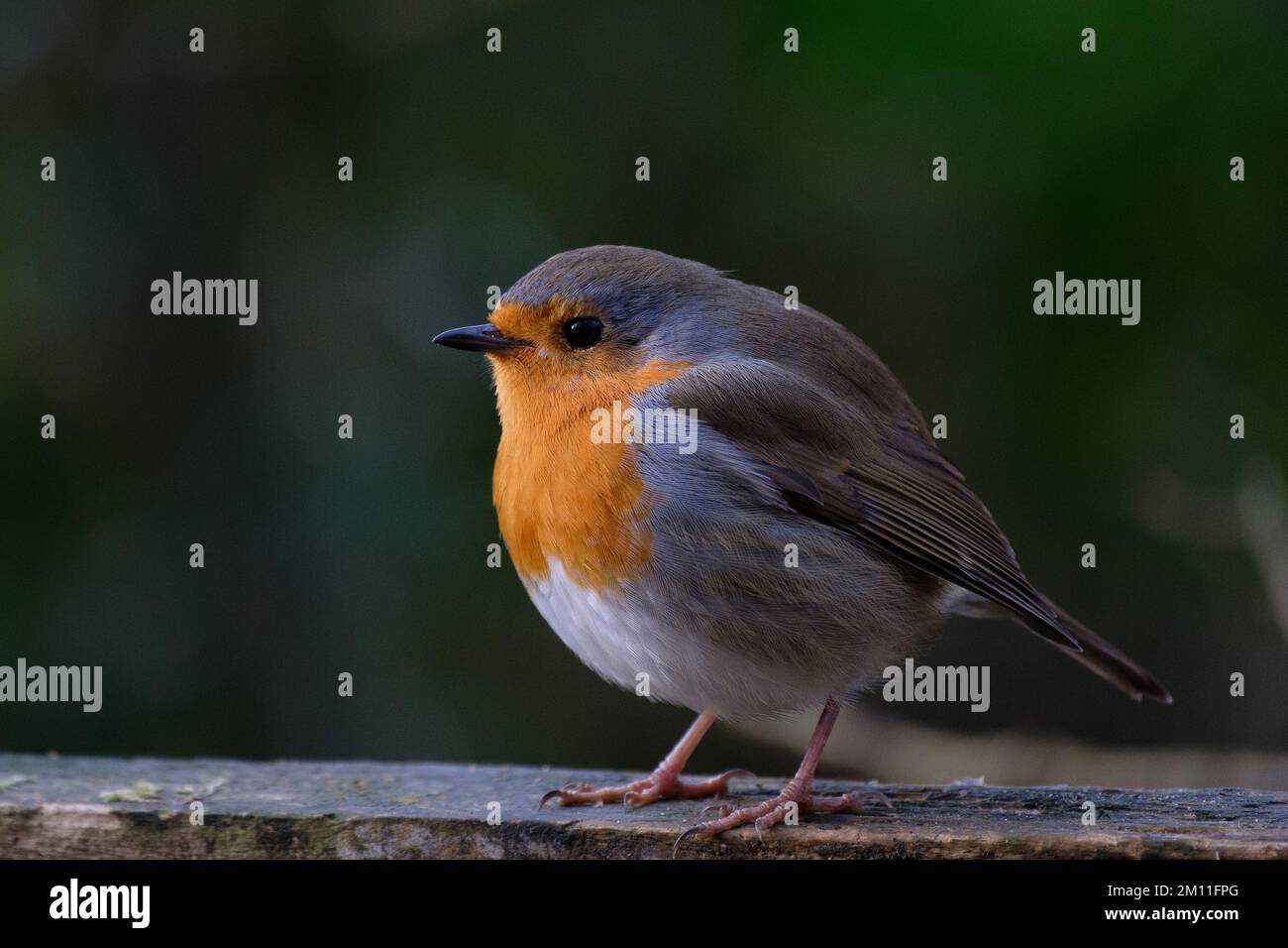 Robin on wall hi-res stock photography and images - Alamy