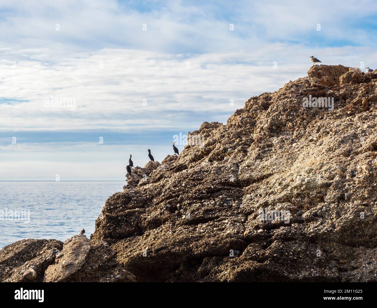 Coastal seabirds hi-res stock photography and images - Alamy