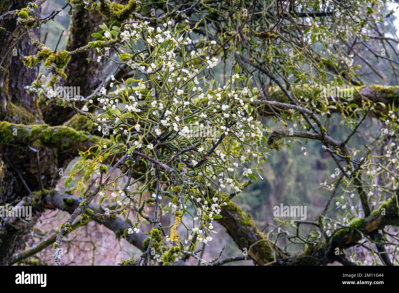 European mistletoe . Europäische Mistel . Viscum album Stock Photo - Alamy