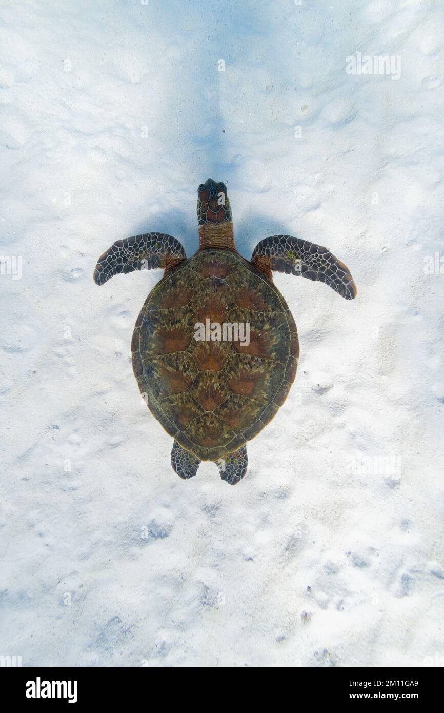 A green sea turtle (Chelonia mydas) under the ocean Stock Photo - Alamy