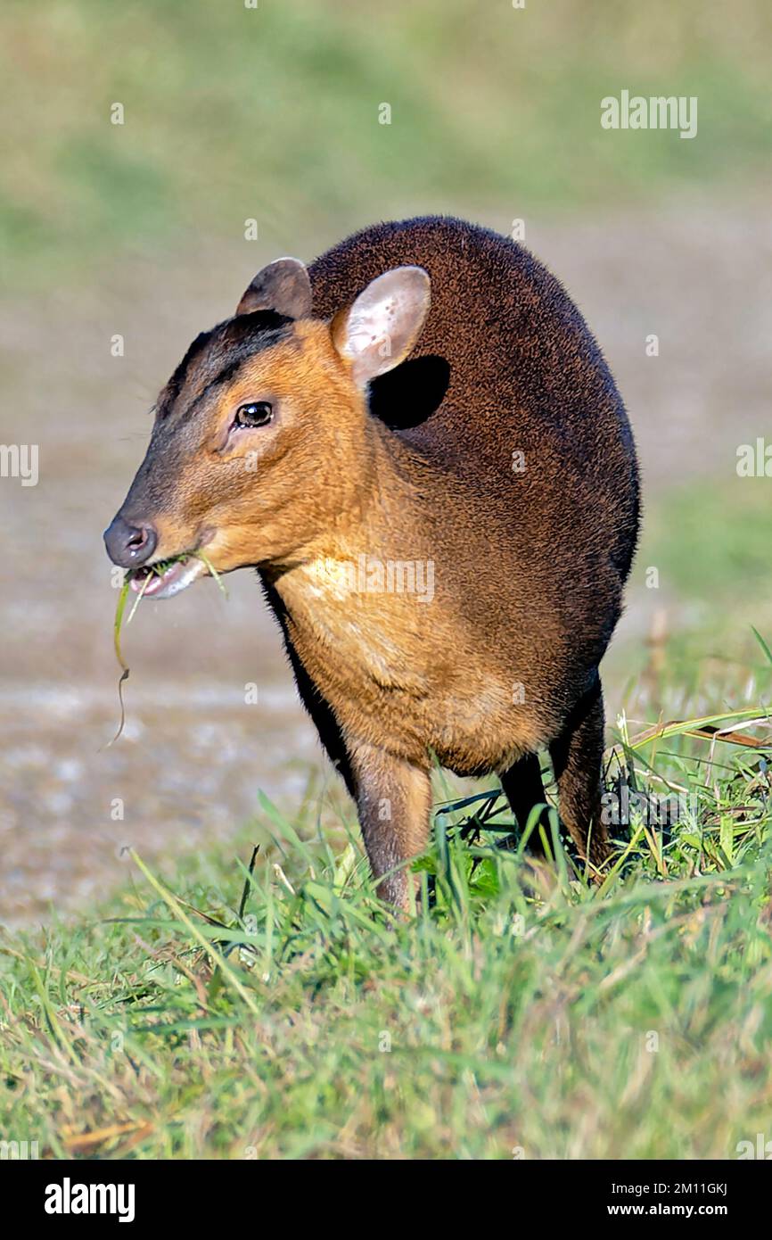 Muntjac deer photographed at RSPB Titchwell Marsh, England Stock Photo ...