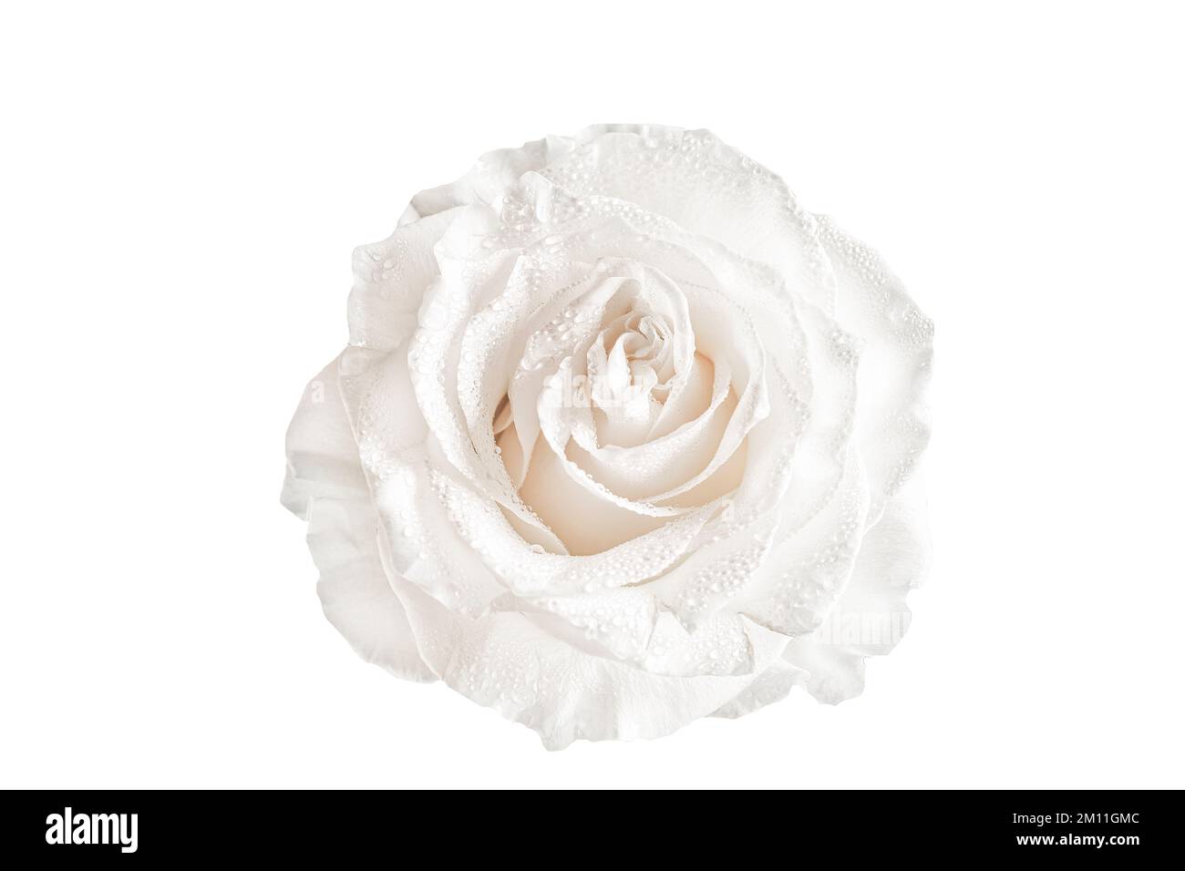 Beautiful white rose isolated on white background Stock Photo - Alamy