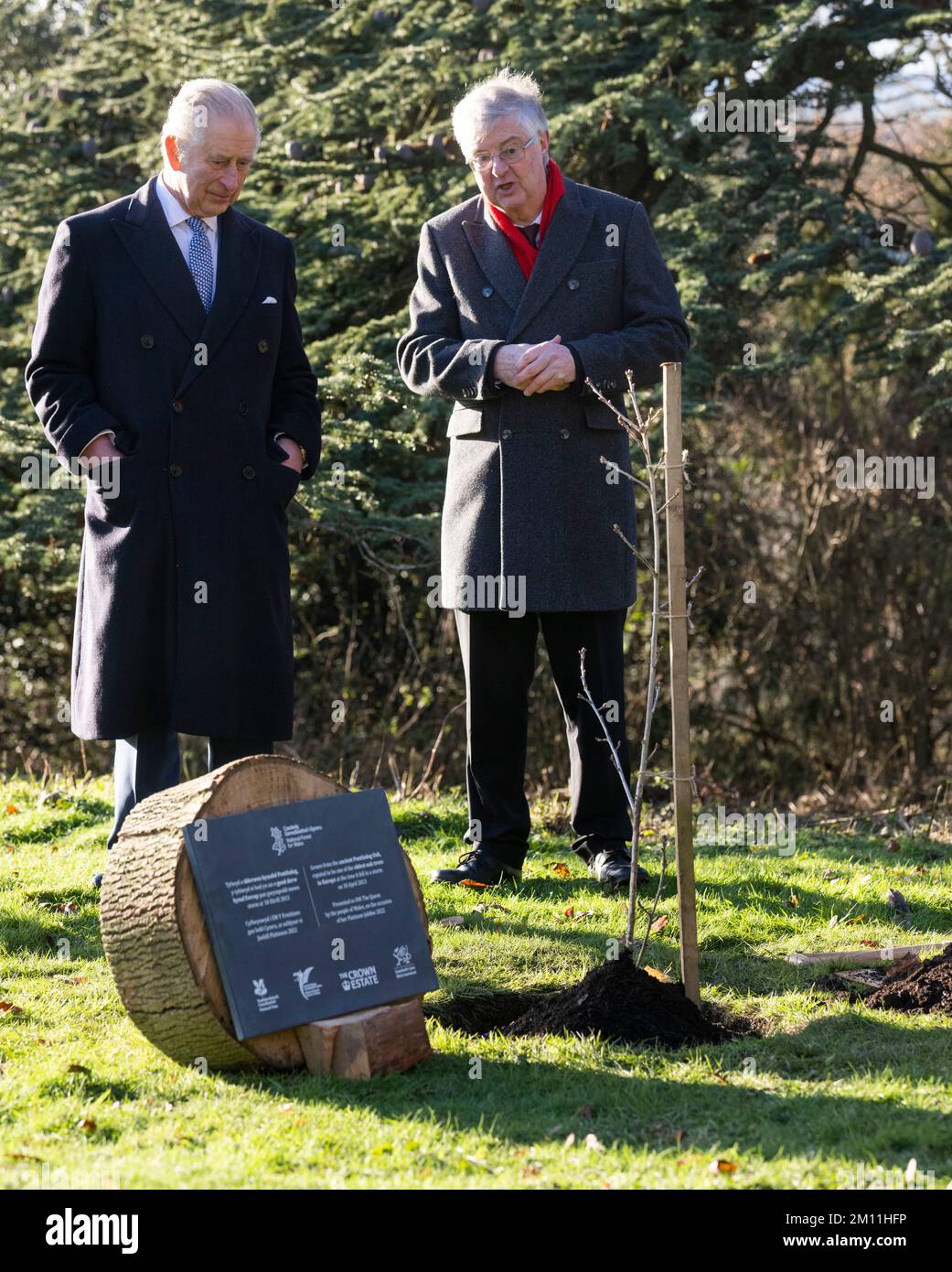 King Charles III plants an oak sapling, grown from the ancient ...