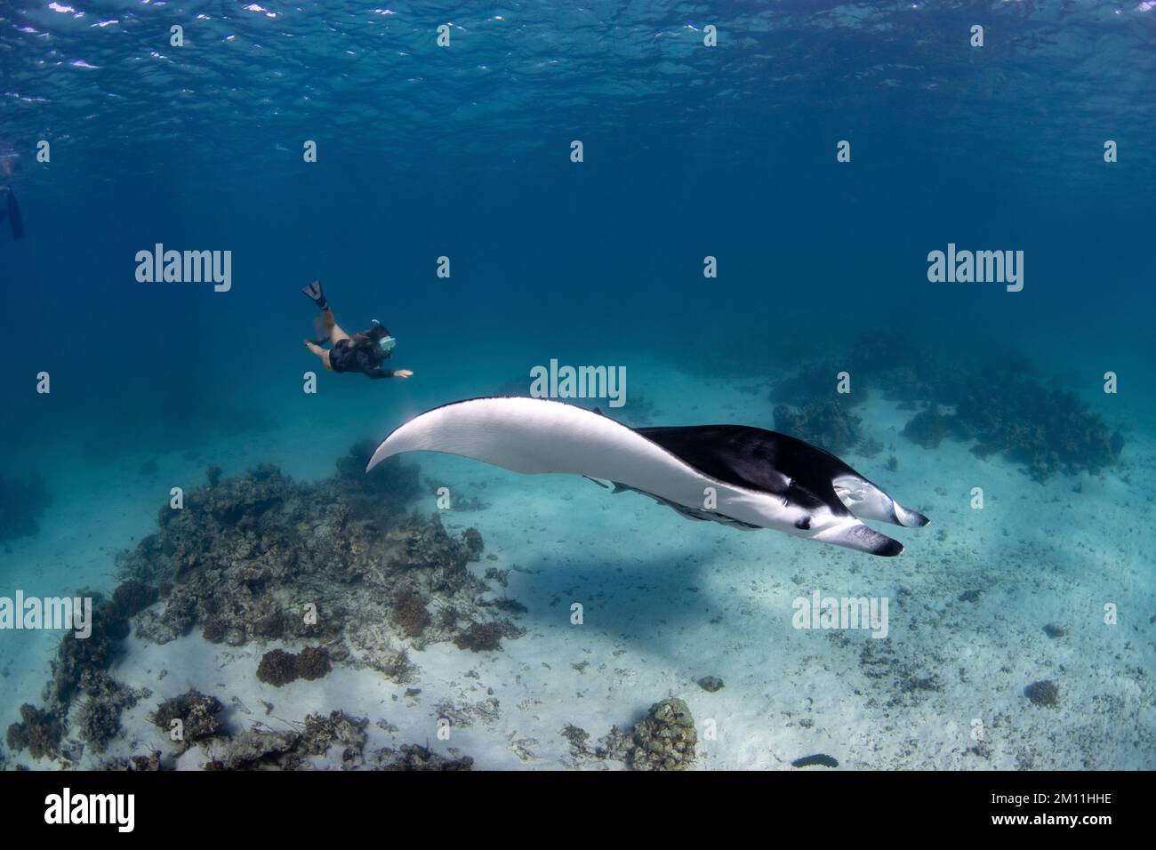 A female diver swimming with an oceanic manta ray (Mobula birostris ...
