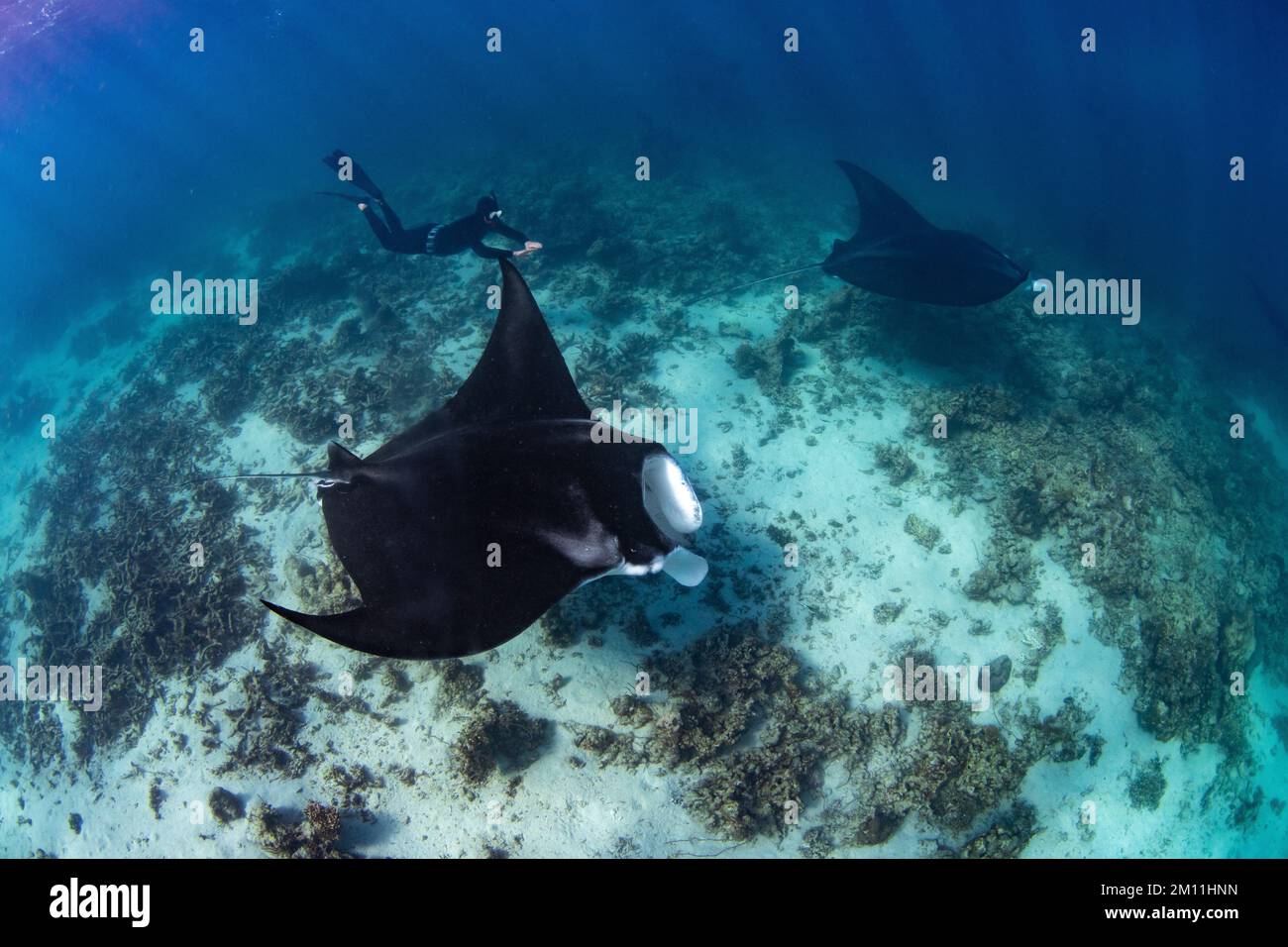 A female diver swimming with oceanic manta ray (Mobula birostris Stock ...