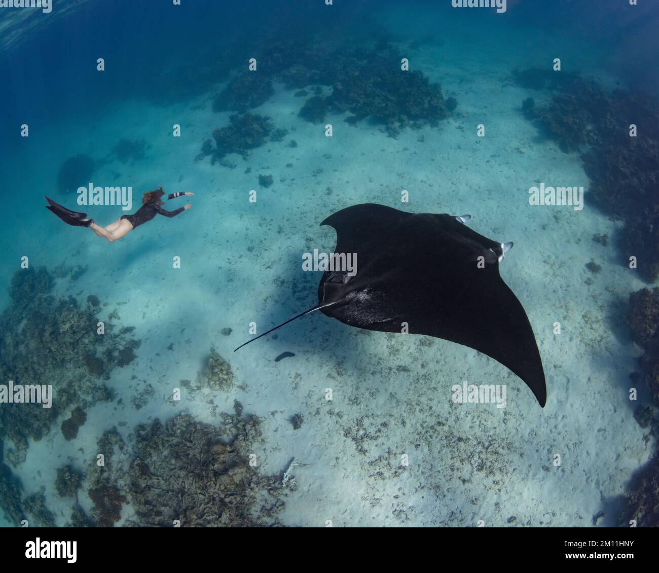A female diver swimming with an oceanic manta ray (Mobula birostris ...